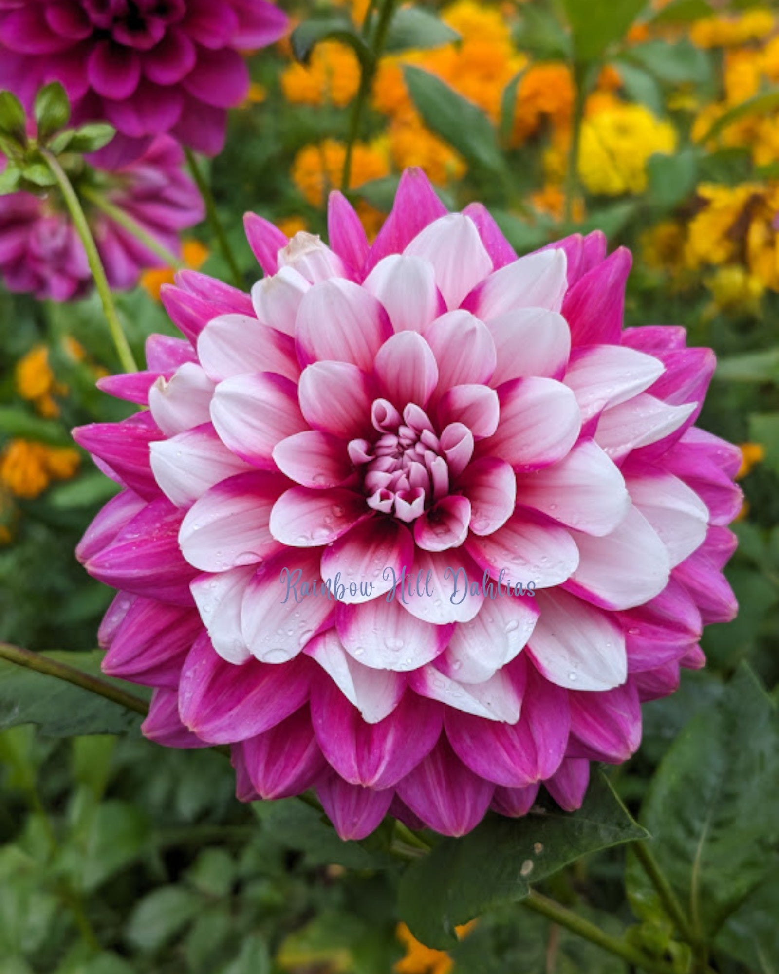 Patches – Rainbow Hill Dahlias