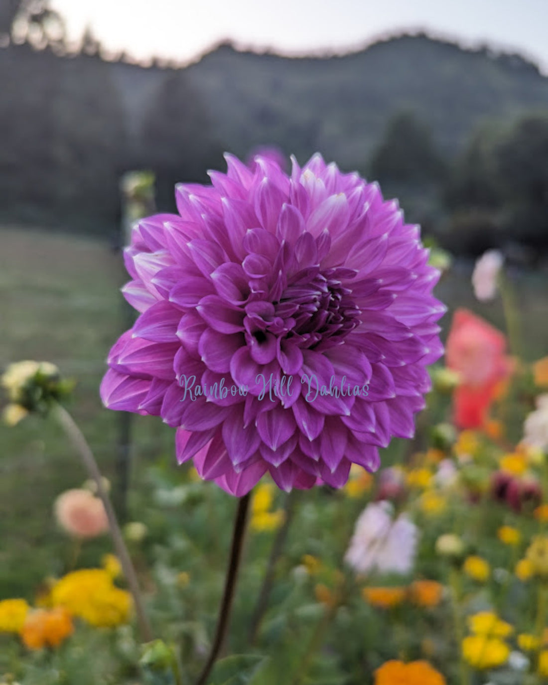 Bloomquist Clear Delight – Rainbow Hill Dahlias