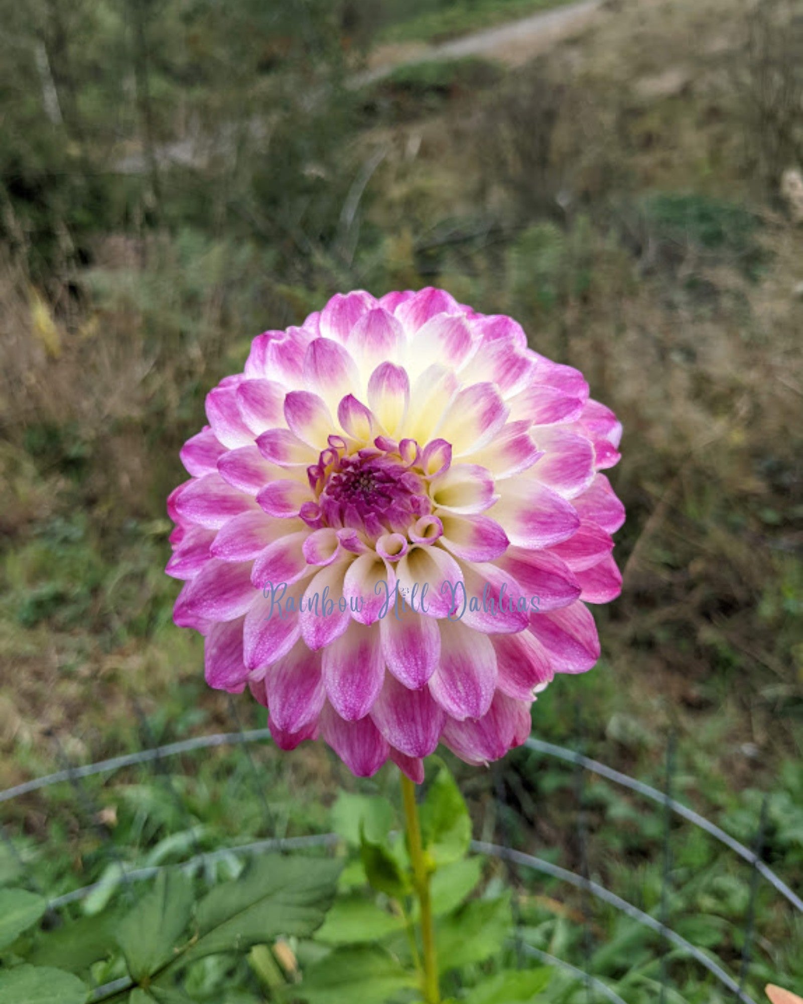 Formby Art – Rainbow Hill Dahlias