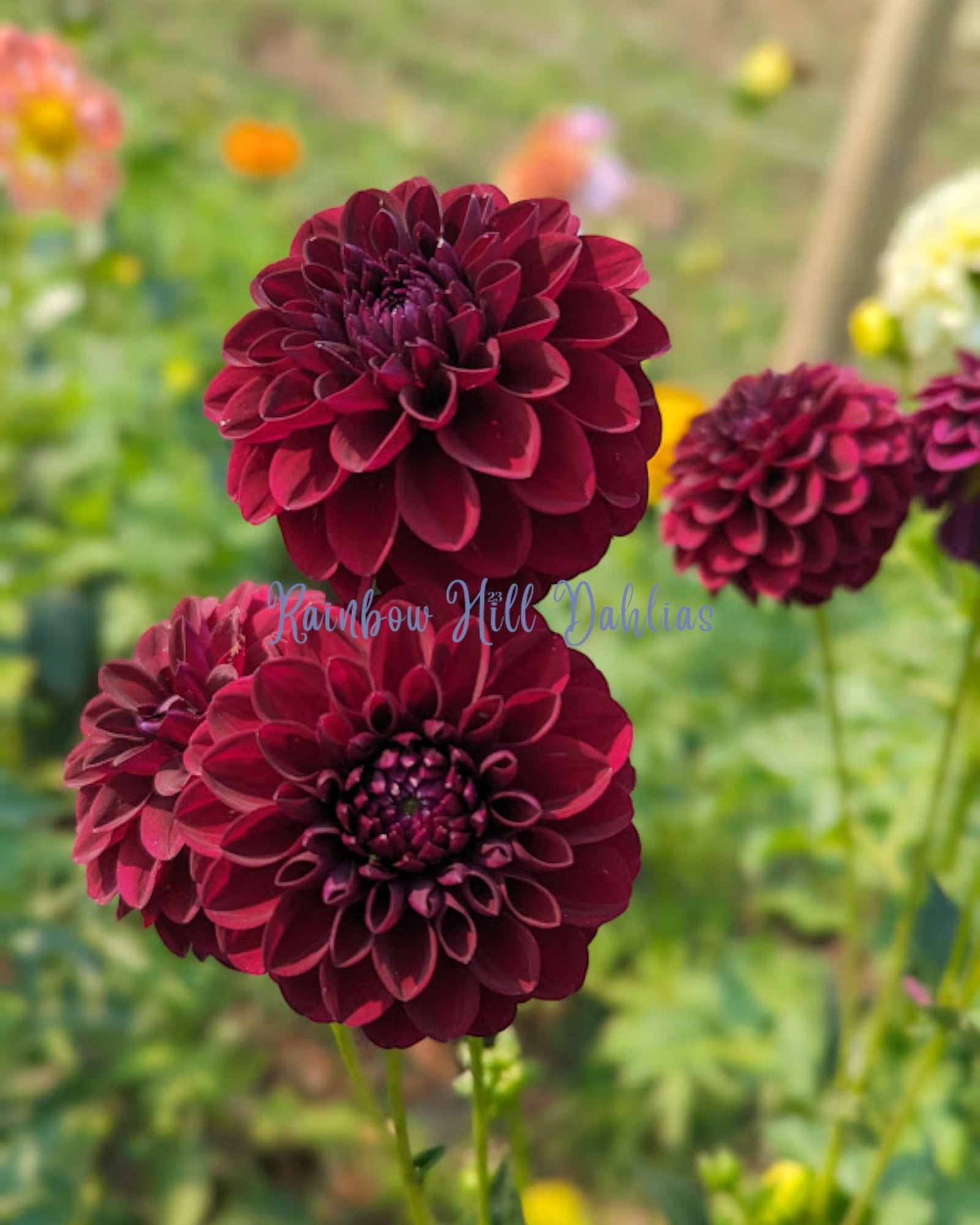 Gypsy Night – Rainbow Hill Dahlias