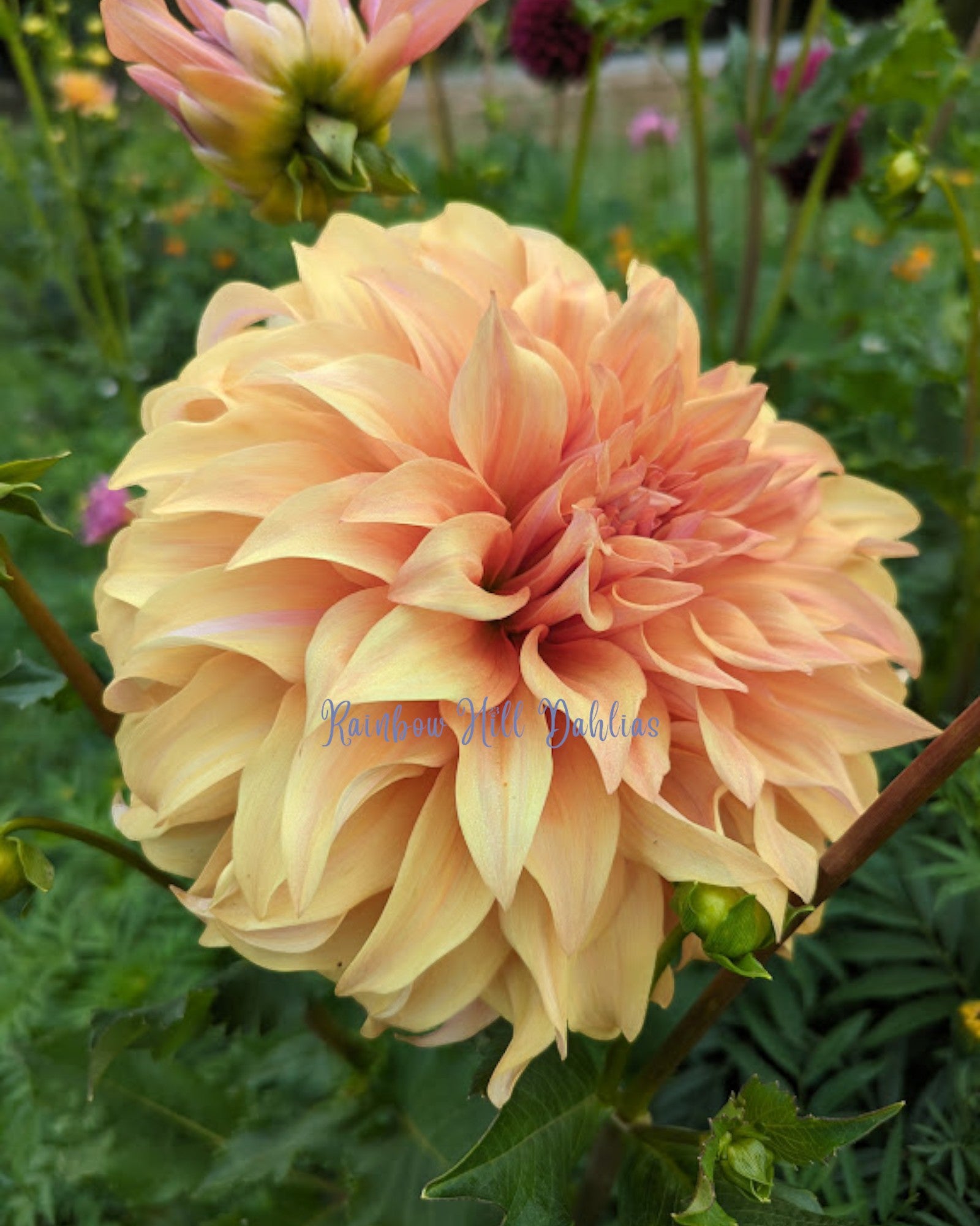 Hercules – Rainbow Hill Dahlias