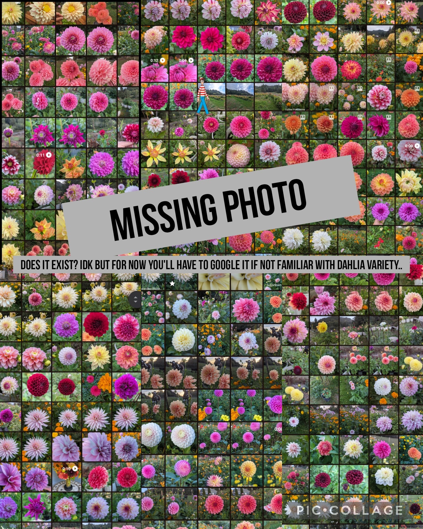 Gerrie Hoek – Rainbow Hill Dahlias