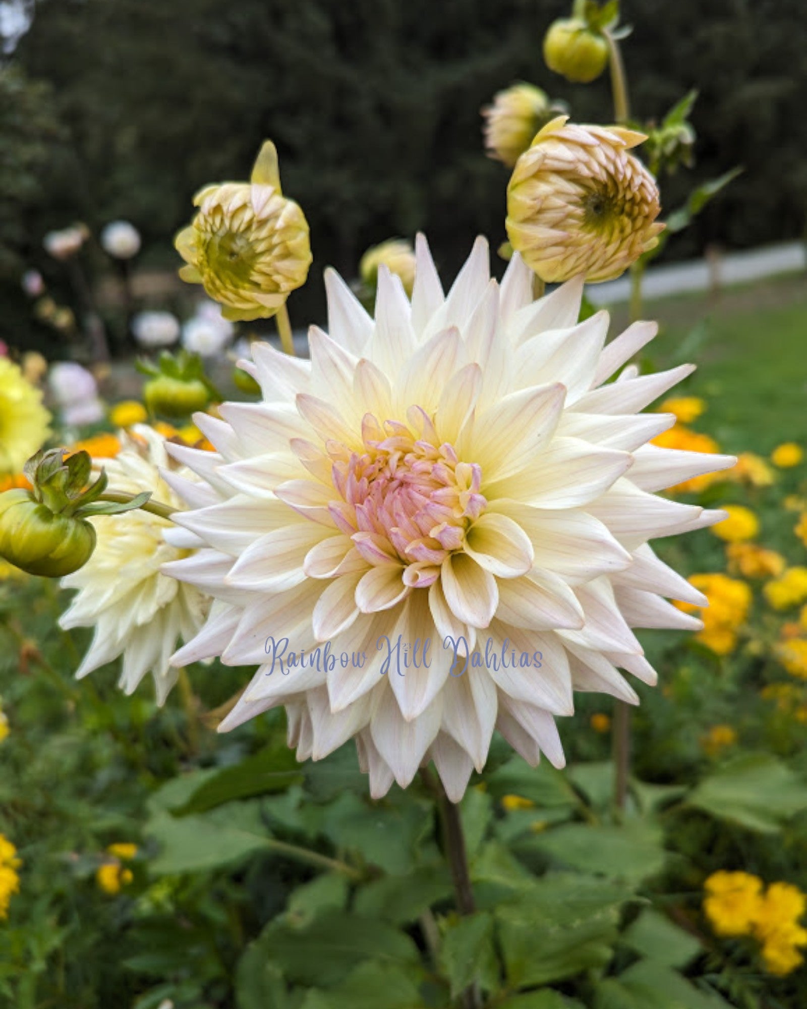 Netherton Cindy – Rainbow Hill Dahlias