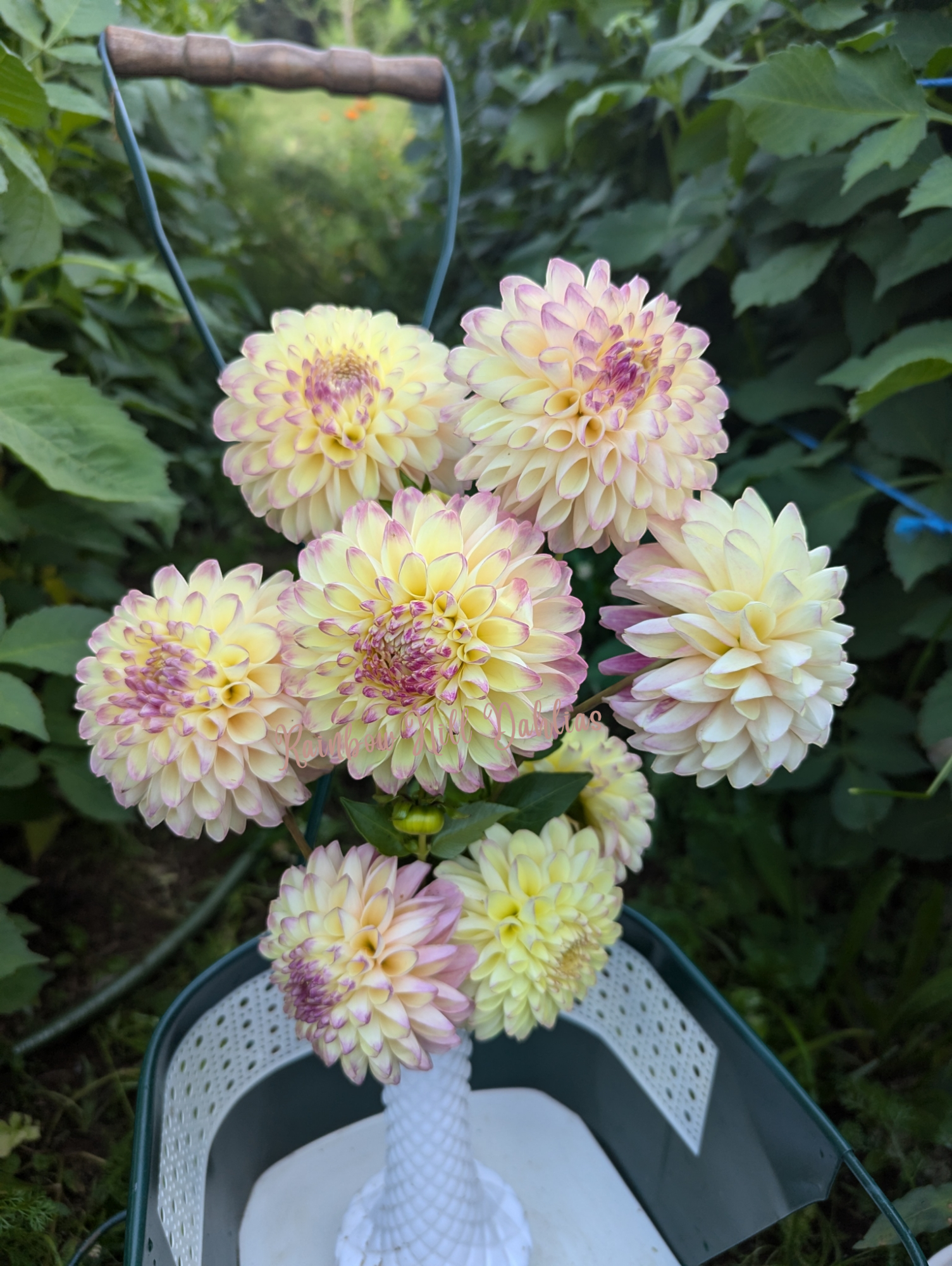 Normandy Dee Gee – Rainbow Hill Dahlias
