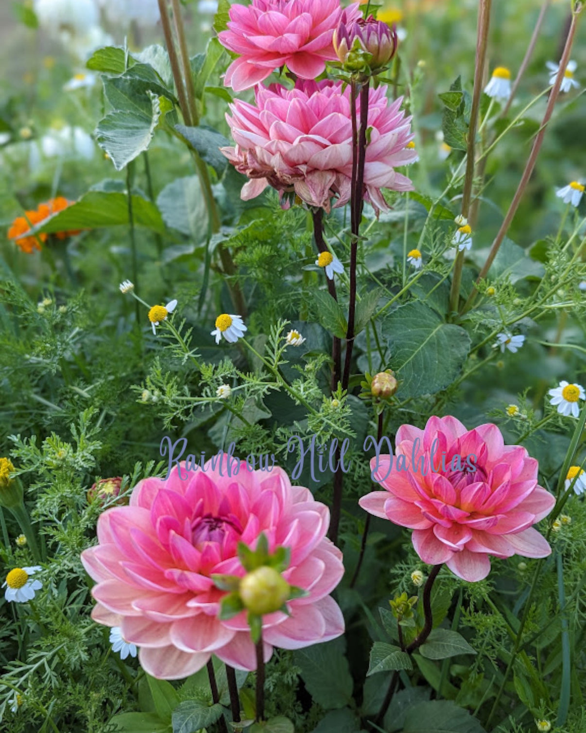 Phyllis Farmer – Rainbow Hill Dahlias