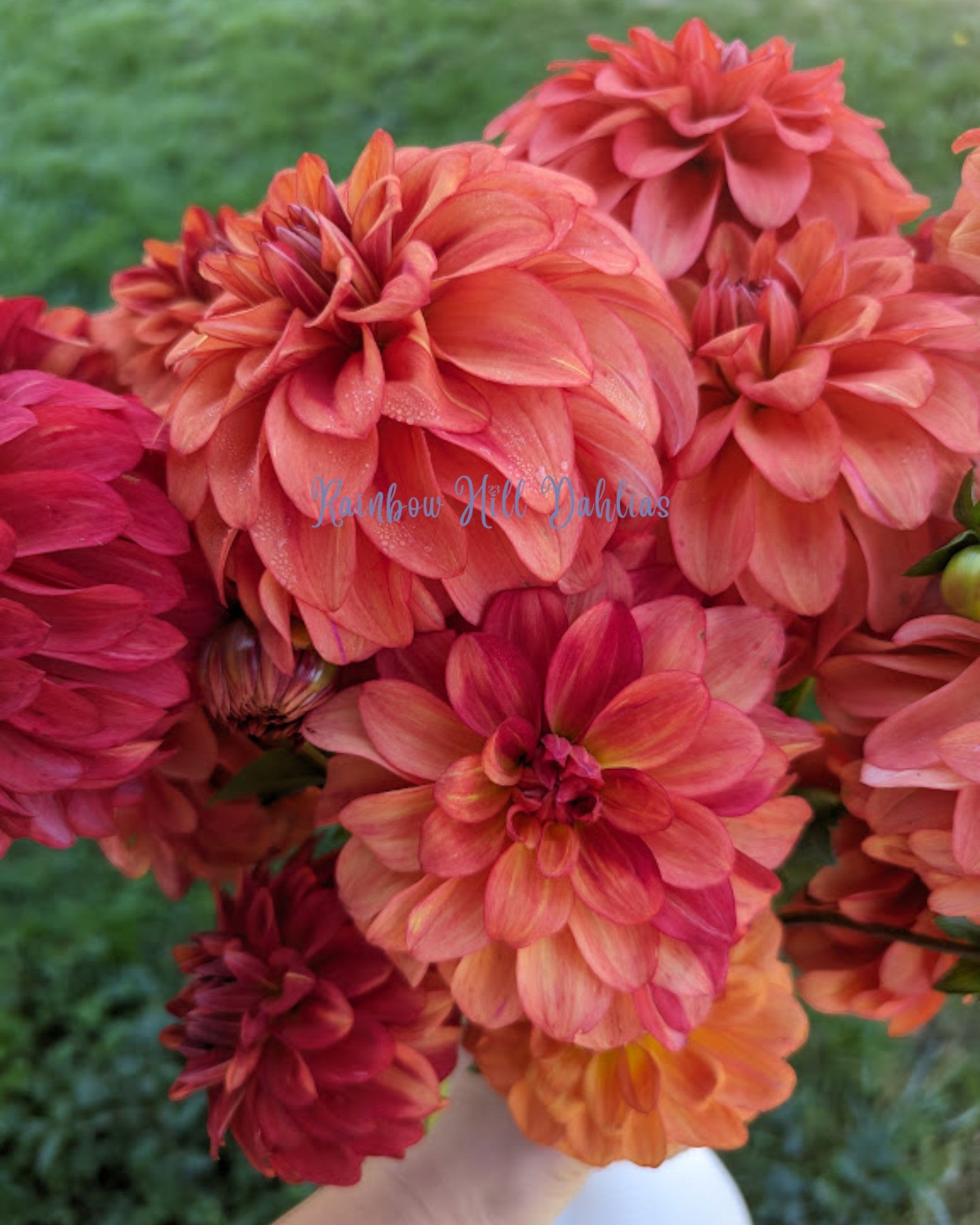 Bloomquist Tory P – Rainbow Hill Dahlias