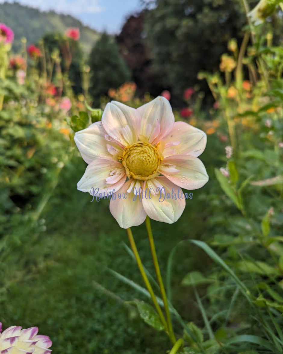 Products – Page 2 – Rainbow Hill Dahlias