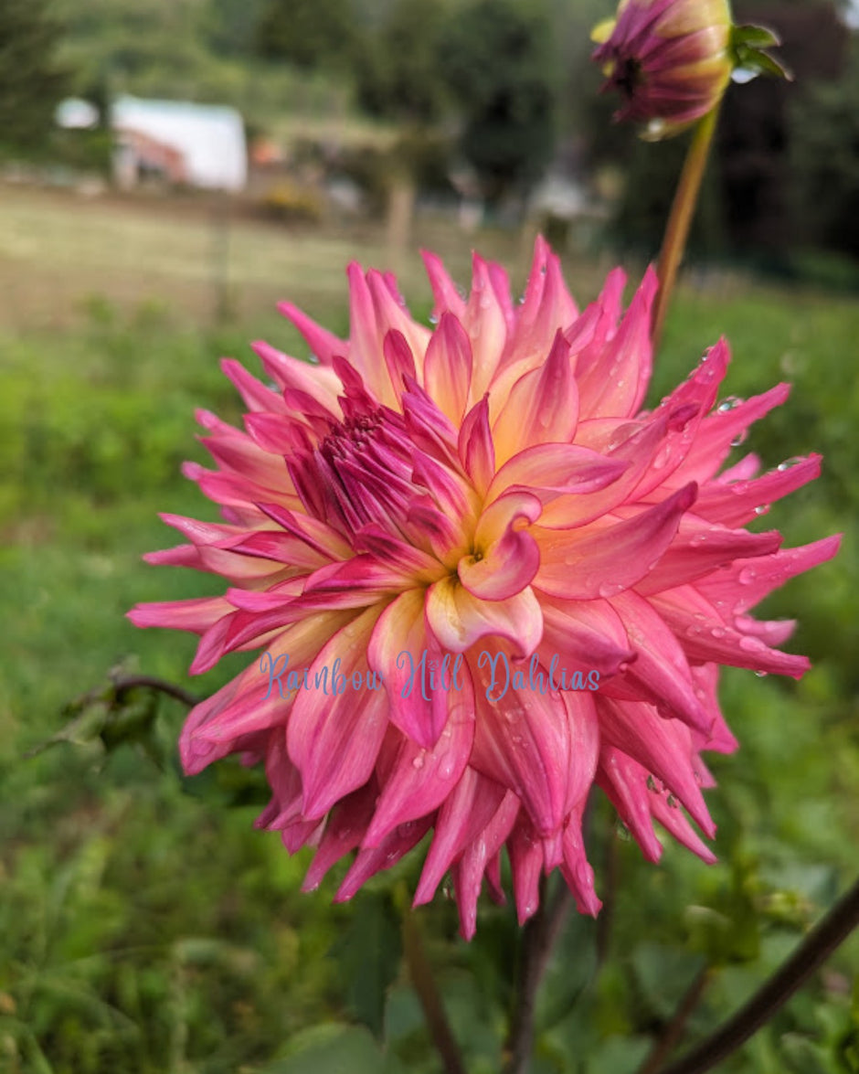 Dahlia Tubers - Single Tuber – Page 3 – Rainbow Hill Dahlias