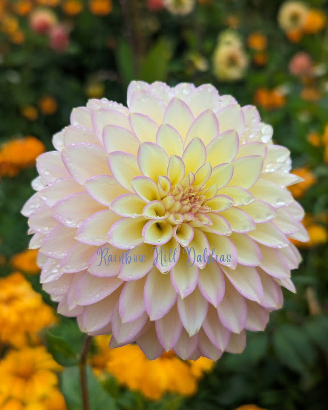 Dahlia Tubers - Single Tuber – Page 3 – Rainbow Hill Dahlias