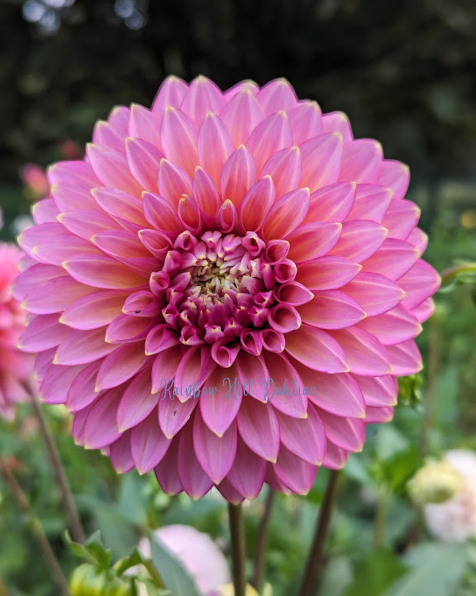 Products – Page 3 – Rainbow Hill Dahlias