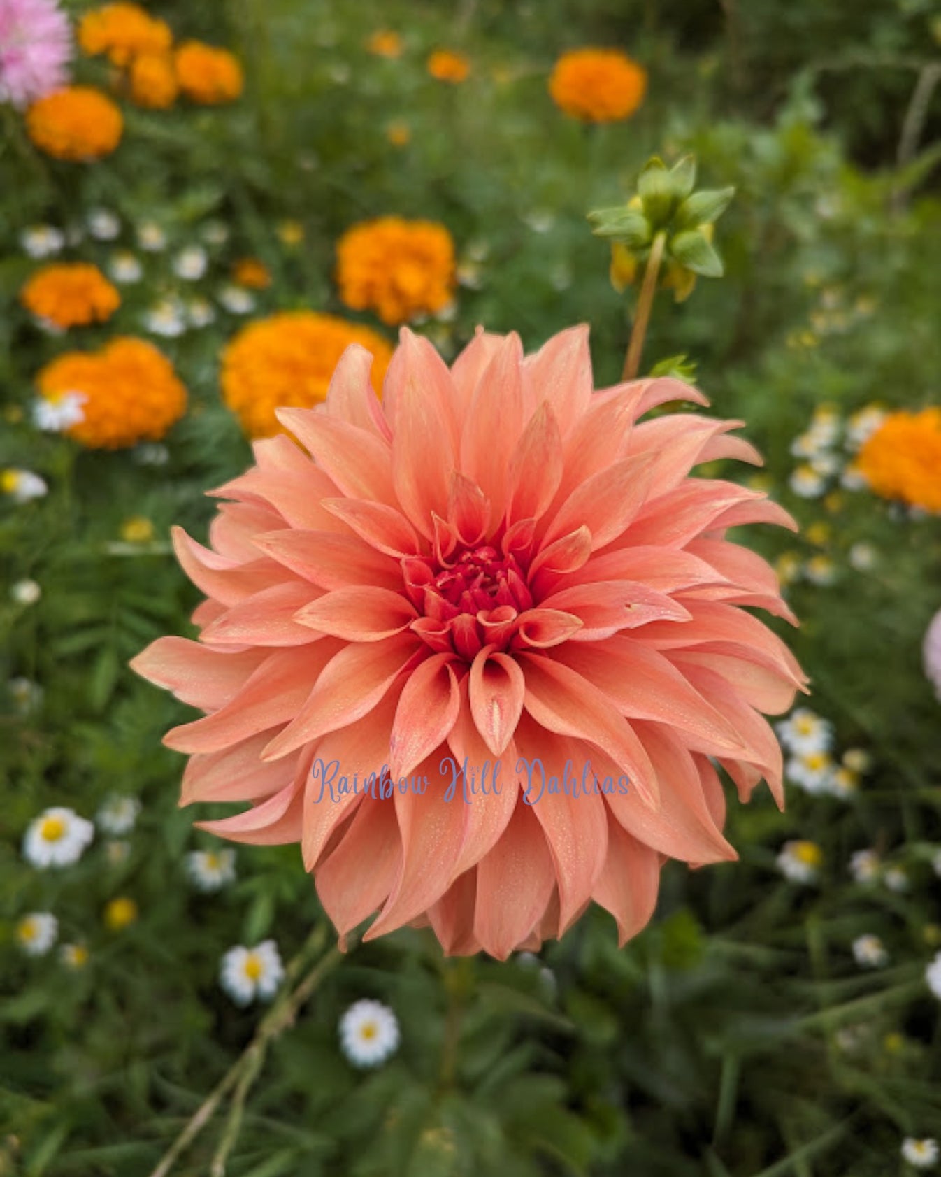 Bloomquist Pleasing – Rainbow Hill Dahlias