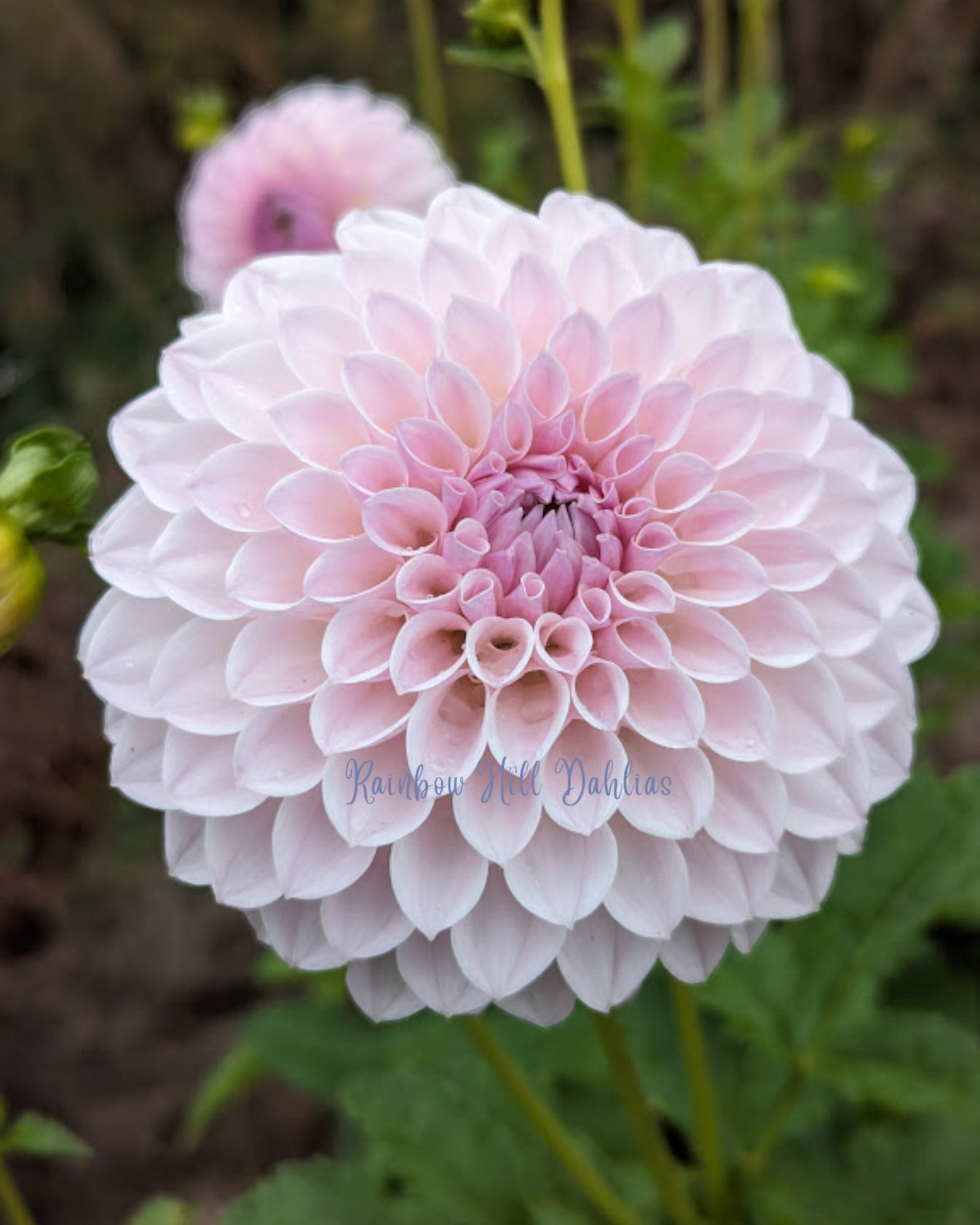 Bloomquist Tory P – Rainbow Hill Dahlias