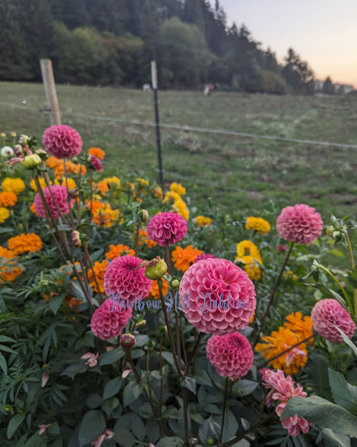 Ferncliff Rusty – Rainbow Hill Dahlias