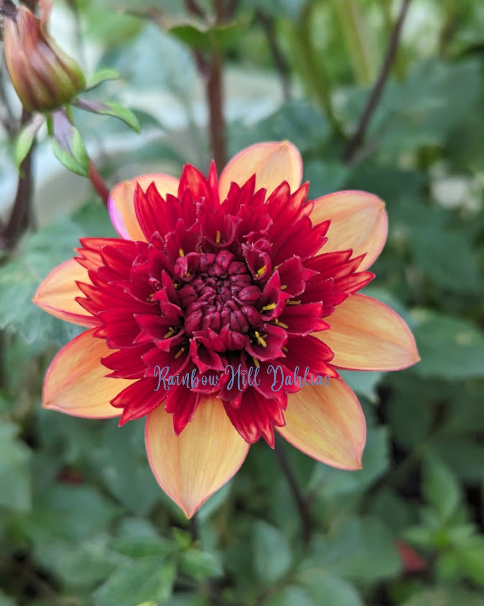 Gitty Up – Rainbow Hill Dahlias