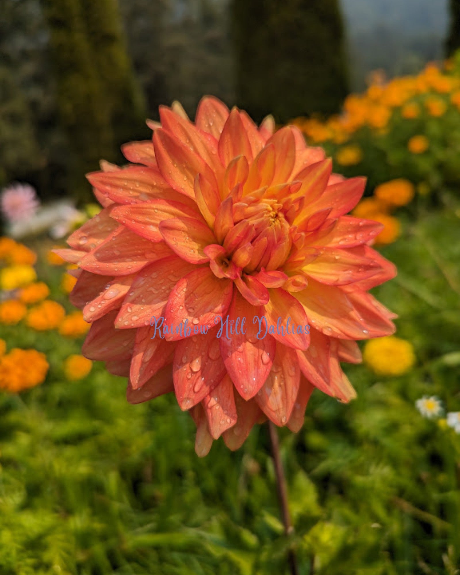 Neon Splendor – Rainbow Hill Dahlias