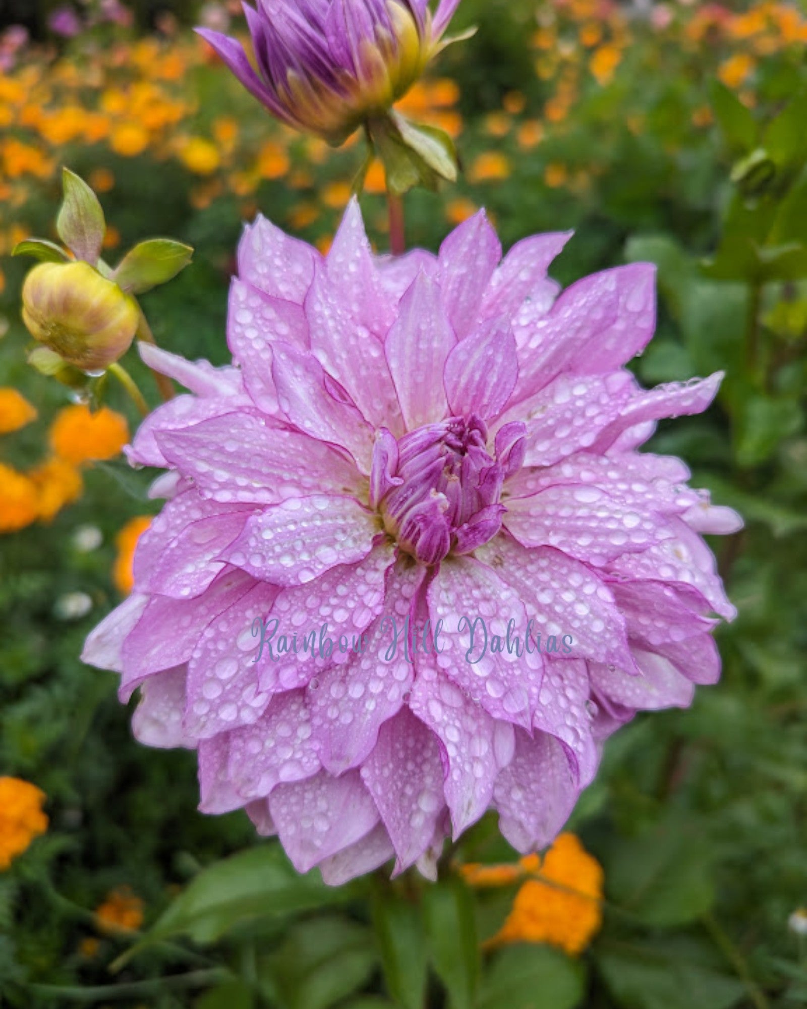 Oregon Reign – Rainbow Hill Dahlias
