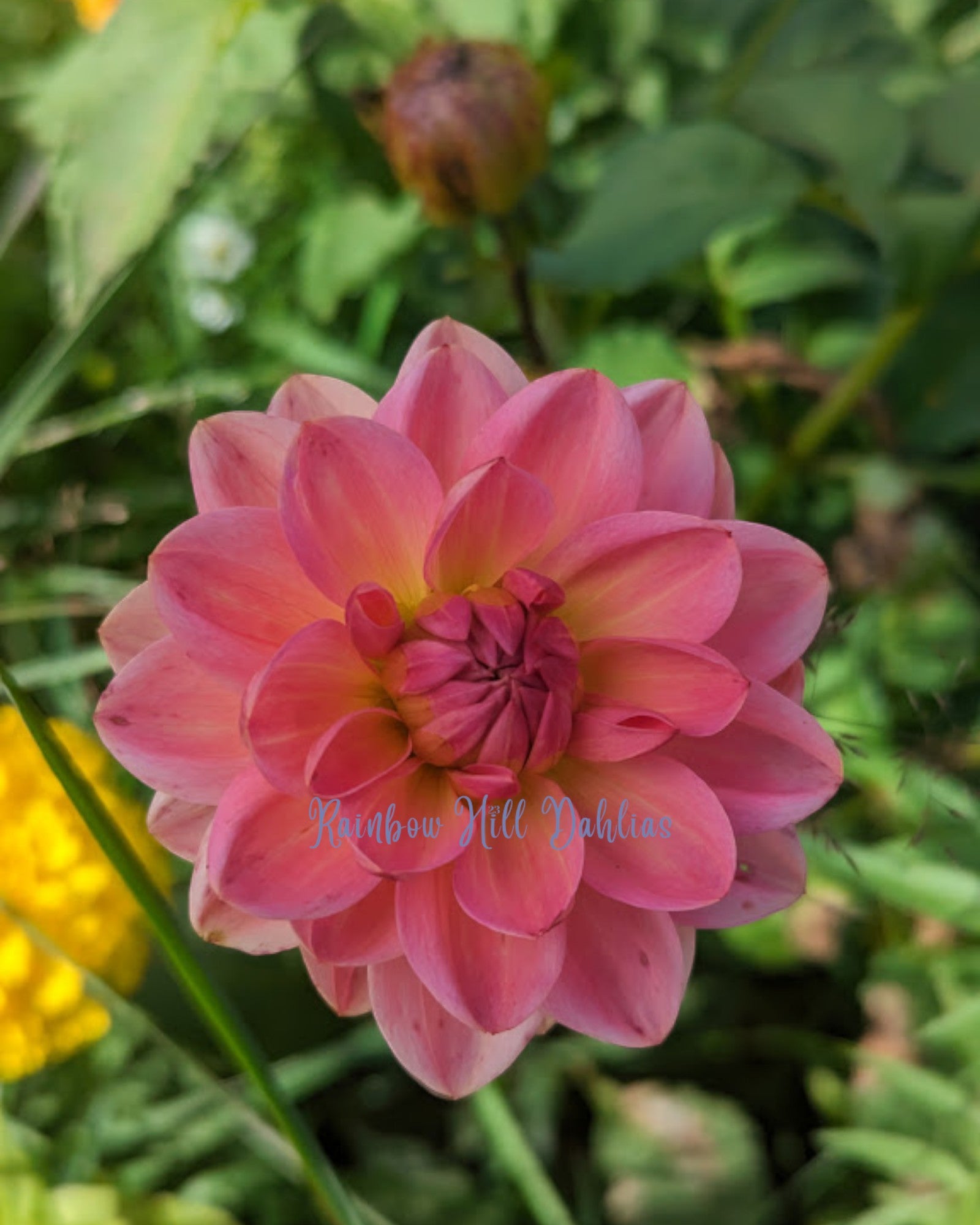 Phyllis Farmer – Rainbow Hill Dahlias