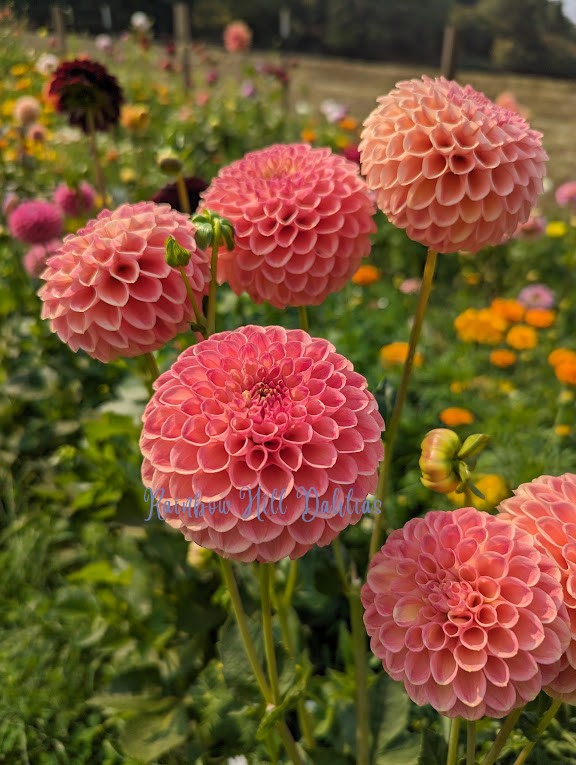 Bloomquist Barbara – Rainbow Hill Dahlias