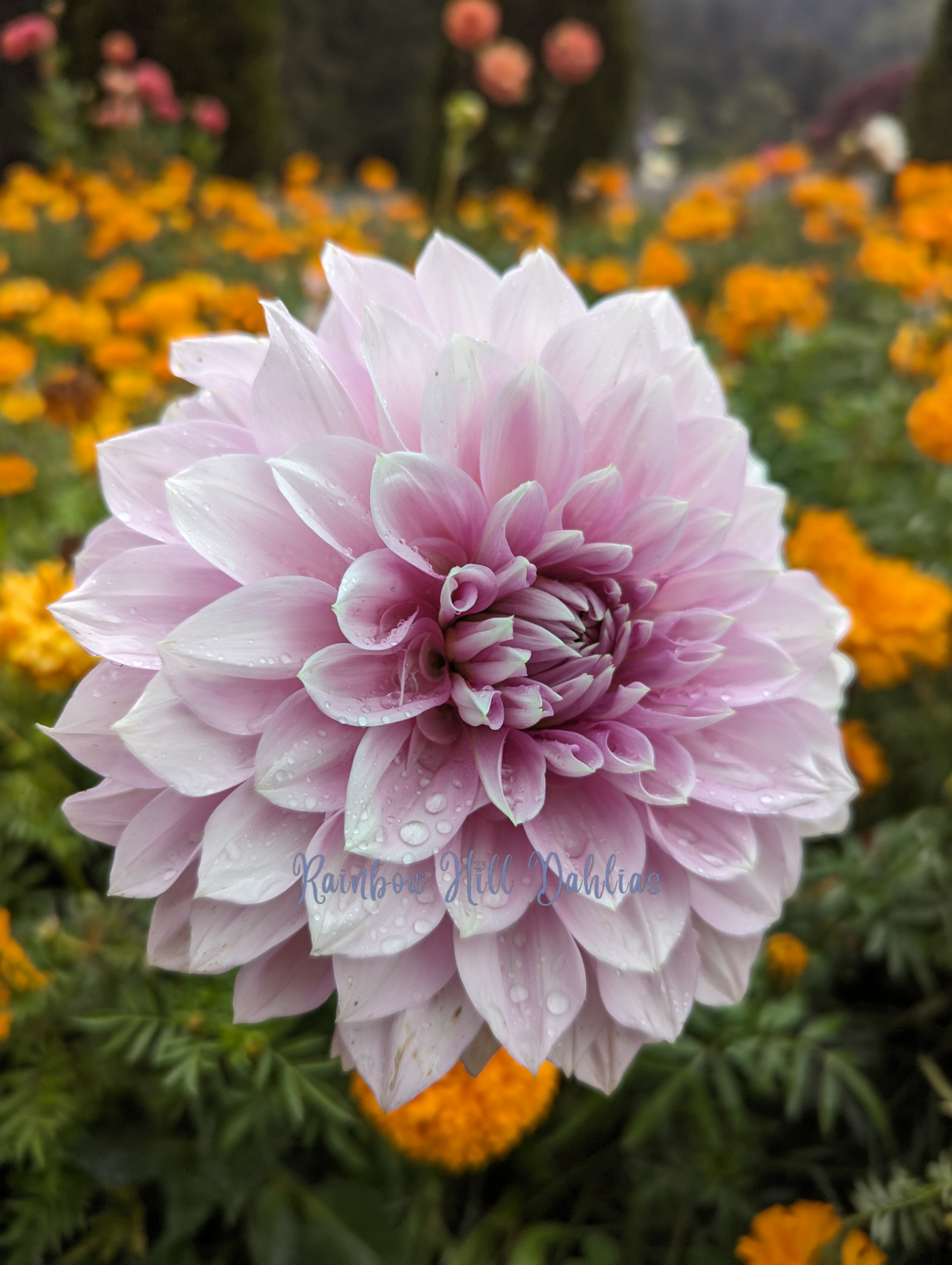 NOID Petaloid (Read Description) – Rainbow Hill Dahlias